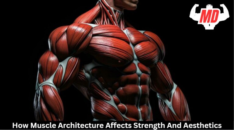 How Muscle Architecture Affects Strength And Aesthetics - Bodybuilding News